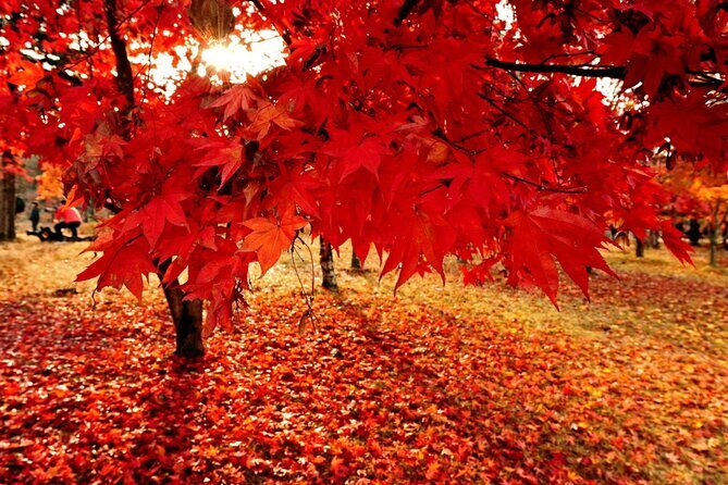 Full Day Private Tour in Nami Island - FAQs