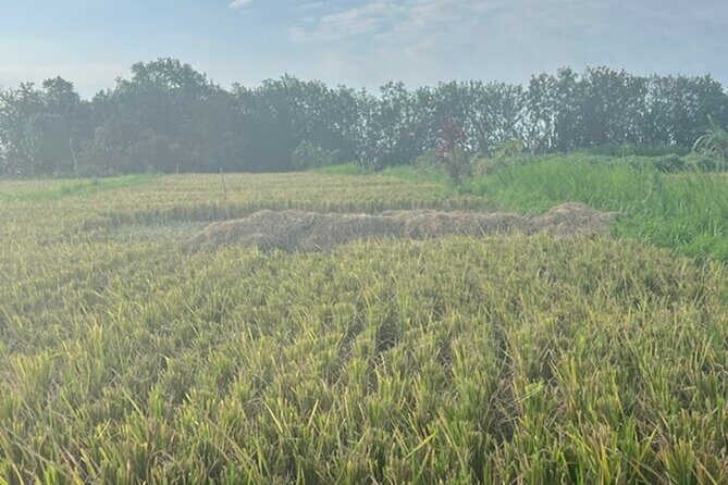 Full Day Private Tour in North Bali - Final Words