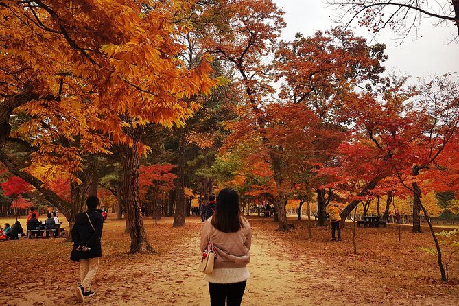 [ Full Day Private Tour ] Nami Island and Petite France - Key Points
