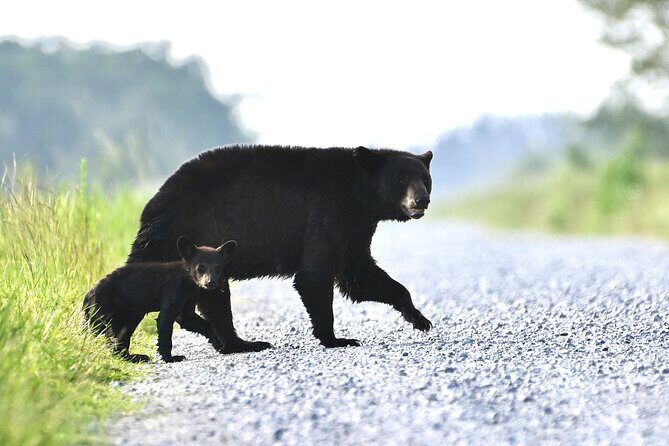Full-Day Private Tour to Alligator River National Wildlife Refuge - Final Thoughts: Is This Tour Right for You?