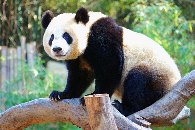 Full-Day Private Tour to Chengdu Giant Panda Base and Leshan - A Complete Day of Culture and Nature: Chengdu Panda Base & Leshan