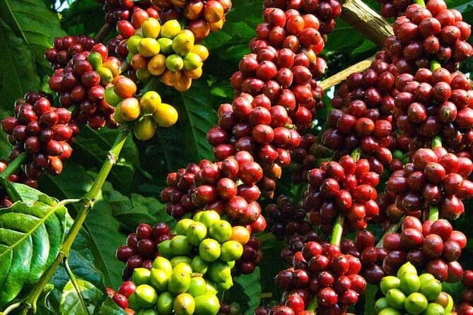 Full Day Private Tour To Da Lat From Nha Trang - An Overview of the Tour Experience