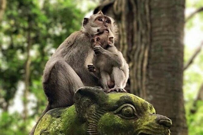 Full Day Private Ubud Tour - All Inclusive - FAQ