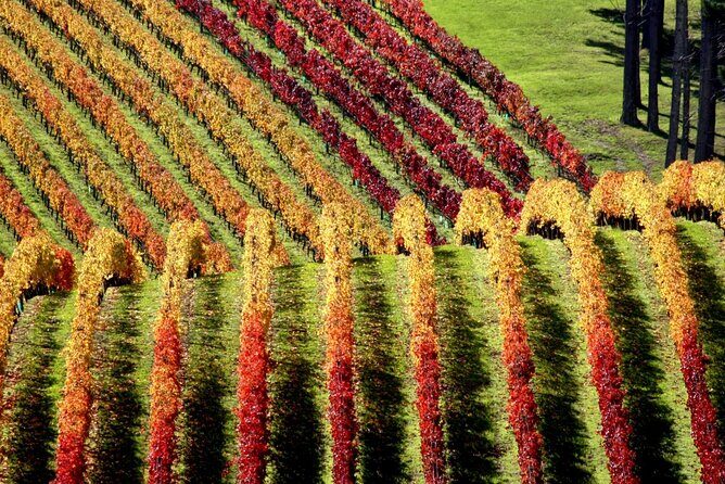 Full Day Private Waiheke Island Wine Tour Including Lunch - The Itinerary Breakdown: What Makes This Tour Stand Out