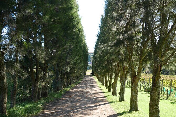 Full Day Private Waiheke Island Wine Tour Including Lunch - FAQs