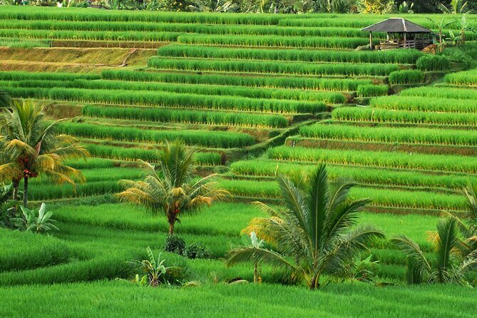Full Day Private Water Temples Tour in Bali - Starting Point: Ulun Danu Beratan Temple