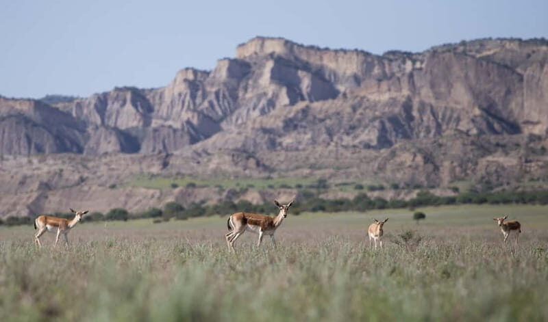Full-day Private Wilderness tour in Vashlovani National Park - Final Thoughts: Who Will Love This Tour?