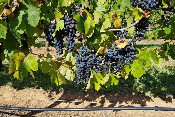 Full Day Private Wine Tour Exclusively Tailored To Suit You - What Past Travelers Say