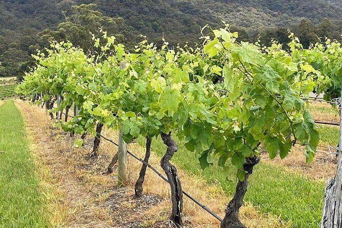 Full Day Private Wine Tour Exclusively Tailored To Suit You - FAQ