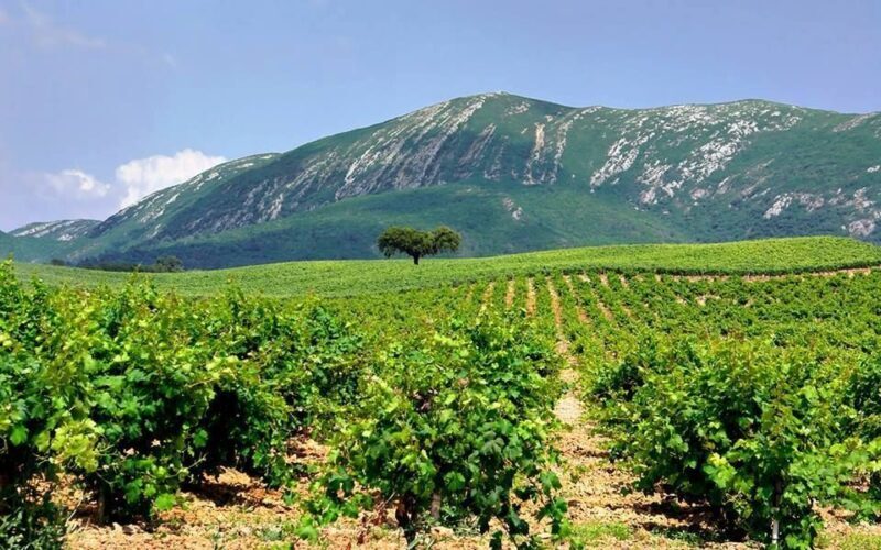 Full Day Private Wine Tour in Arrabida - FAQ