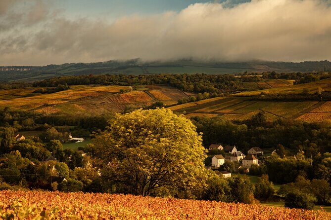 Full-Day Private Wine Tour in Côte de Beaune - A Deep Dive into the Full-Day Private Wine Tour in Côte de Beaune