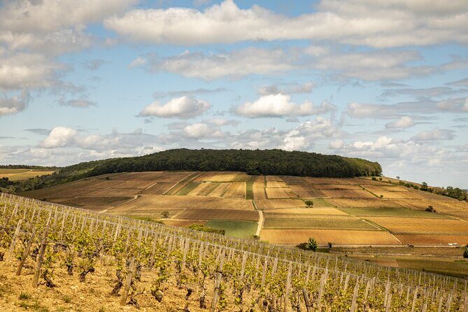 Full-Day Private Wine Tour in Côte de Beaune - What to Expect from Your Full-Day Private Wine Tour