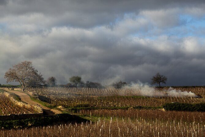 Full-Day Private Wine Tour in Côte de Beaune - The Experience – What Real Travelers Say
