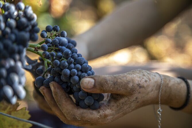 Full-Day Private Wine Tour in Côte de Beaune - Who Should Consider This Tour?