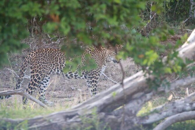 Full Day Private Yala Safari Trip with Lunch - Why This Tour Offers Great Value