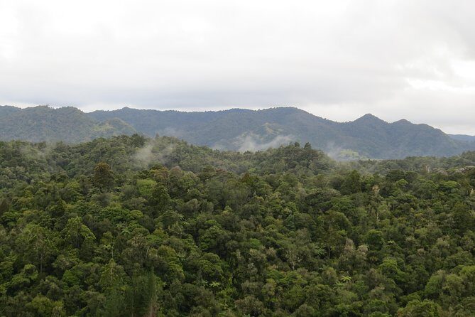 Full-Day Rainforest Getaway in Northland - Exploring the Full-Day Rainforest Getaway in Northland