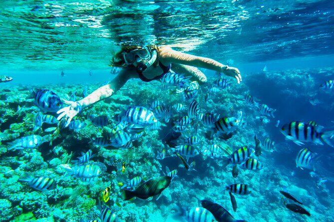 Full-Day Reef Snorkeling in Cozumel from Cancun with Lunch - What to Expect on the Day