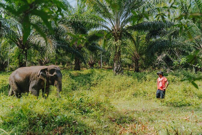 Full-Day Rescued Elephant Walk with Guide Tour in Khaolak - Who Will Appreciate This Experience?