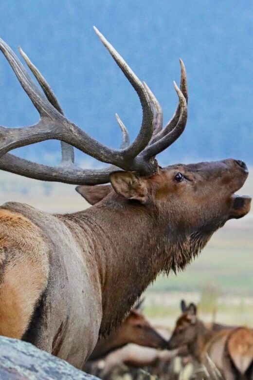 Full-Day RMNP Over the Top Tour - RMNPhotographer - Key Points