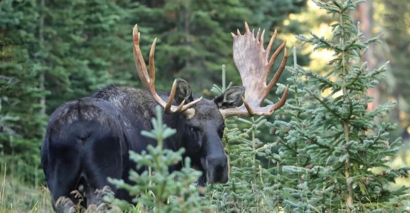 Full-Day RMNP Over the Top Tour - RMNPhotographer - A Deep Dive into the Experience