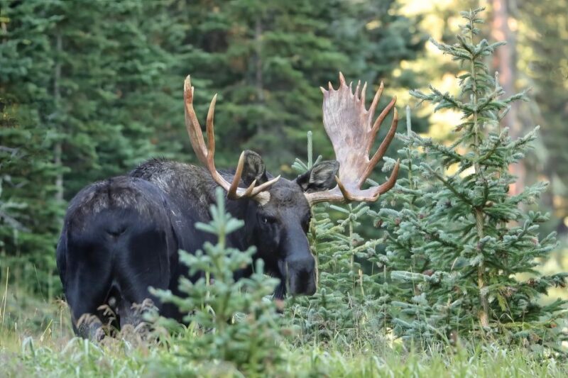 Full-Day RMNP Over the Top Tour - RMNPhotographer - Who Should Consider This Tour?