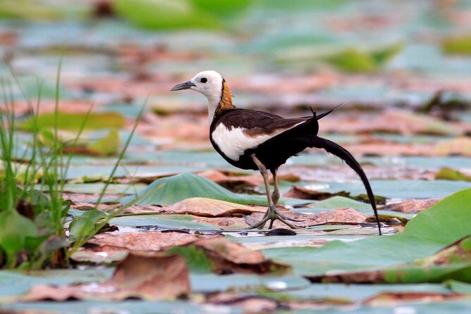 Full Day Safari at Bundala With Picnic Lunch from Hambantota Harbor - Introduction
