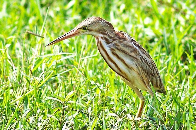 Full Day Safari at Bundala With Picnic Lunch from Hambantota Harbor - Key Points