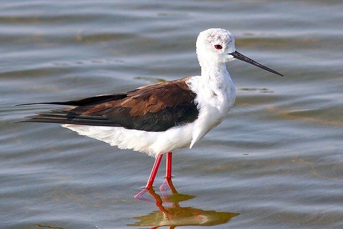 Full Day Safari at Bundala With Picnic Lunch from Hambantota Harbor - The Experience in Detail: What Makes It Special