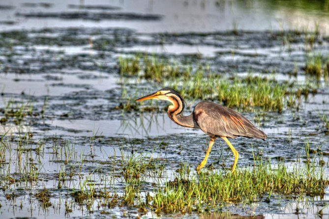 Full Day Safari at Bundala With Picnic Lunch from Hambantota Harbor - Who Should Consider This Tour?