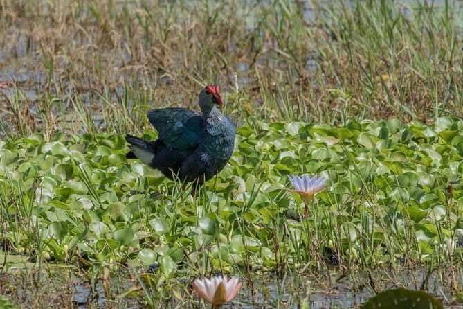 Full Day Safari in Bundala National Park With Picnic Lunch - Key Points