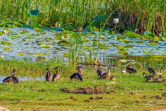 Full Day Safari in Bundala National Park With Picnic Lunch - A Detailed Look at the Safari Experience