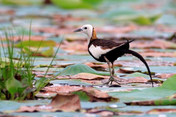 Full Day Safari in Bundala National Park With Picnic Lunch - Who Should Consider This Safari?