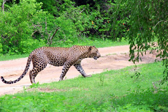 Full Day Safari ( The Best for Leopards ) in Yala - What Makes This Safari Stand Out?
