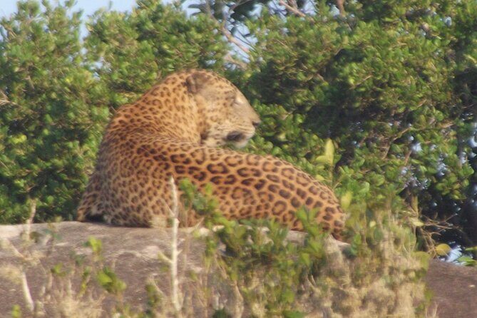 Full Day Safari ( The Best for Leopards ) in Yala - Practical Considerations