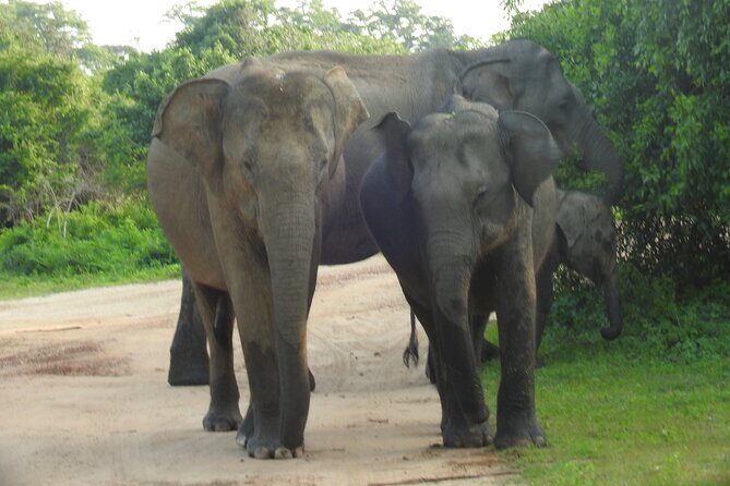 Full Day Safari ( The Best for Leopards ) in Yala - Who Will Love This Safari?