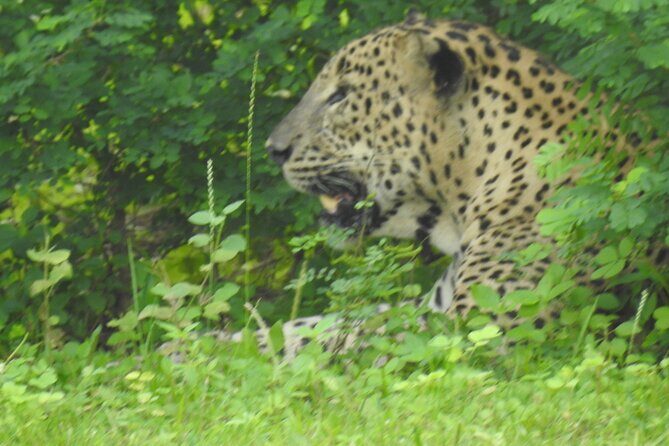 Full Day Safari ( The Best for Leopards ) in Yala - FAQs