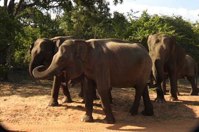 Full Day Safari Tour in Yala National Park - The Itinerary in Detail