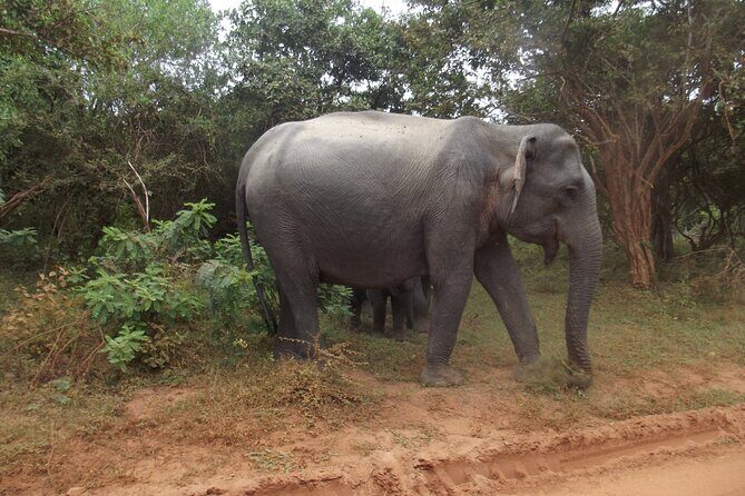 Full Day Safari Tour in Yala National Park - The Sum Up