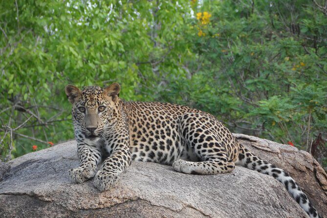 Full Day Safari Tour in Yala National Park - The Value in Context