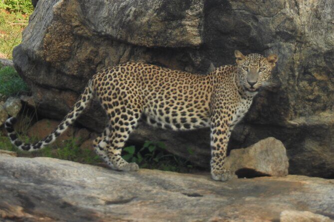 Full Day Safari Tour in Yala National Park - Frequently Asked Questions (FAQs)