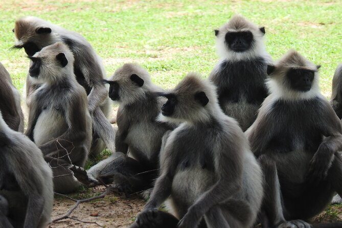 Full Day Safari Tour in Yala National Park - Final Thoughts