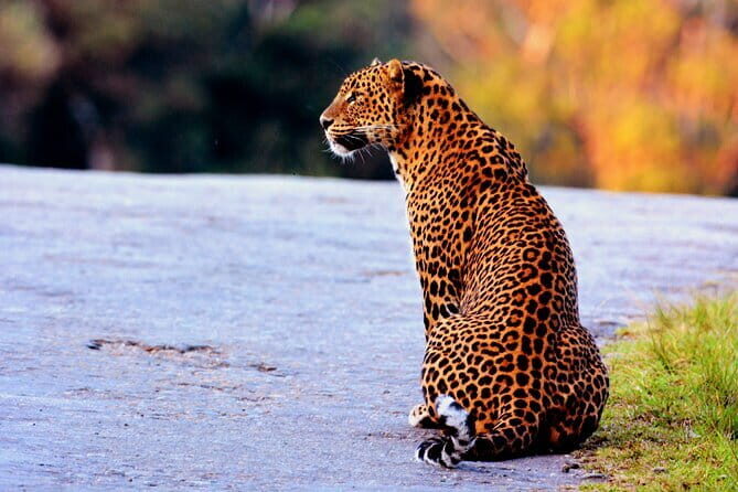 Full Day Safari Tour Yala - Key Points