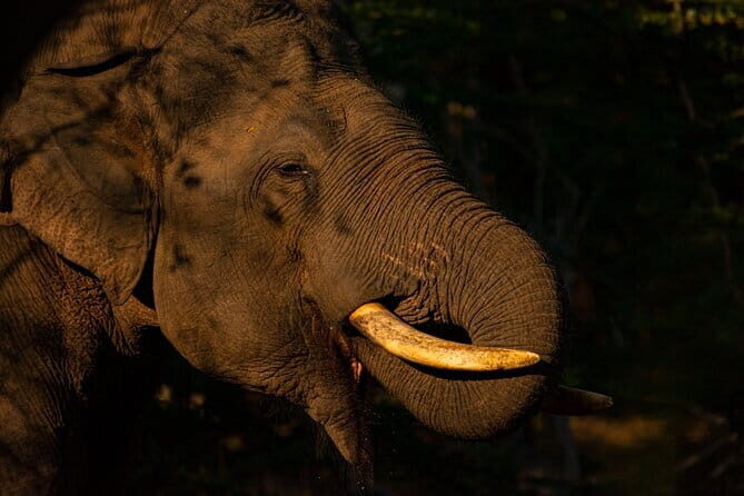 Full Day Safari Tour Yala - Who Is This Tour Best For?