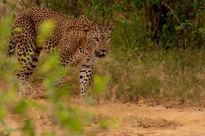Full Day Safari Tour Yala - Why This Safari Stands Out