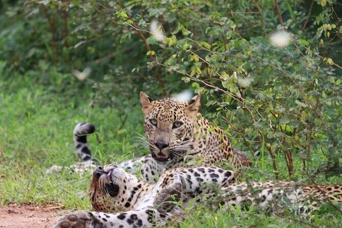 Full day Safari - Yala National Park - 04.30 am to 06.00 pm with - Janaka safari - Who is this tour best suited for?
