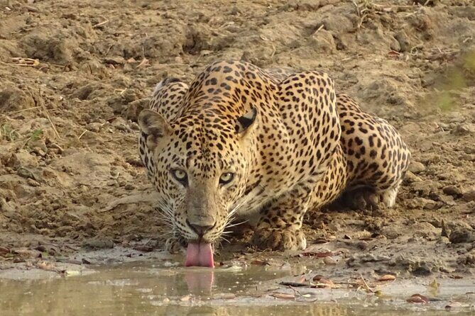 Full day Safari - Yala National Park - 04.30 am to 06.00 pm with - Janaka safari - Key Points