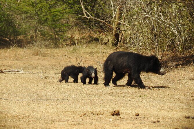Full day Safari - Yala National Park - 04.30 am to 06.00 pm with - Janaka safari - Practical Aspects to Consider