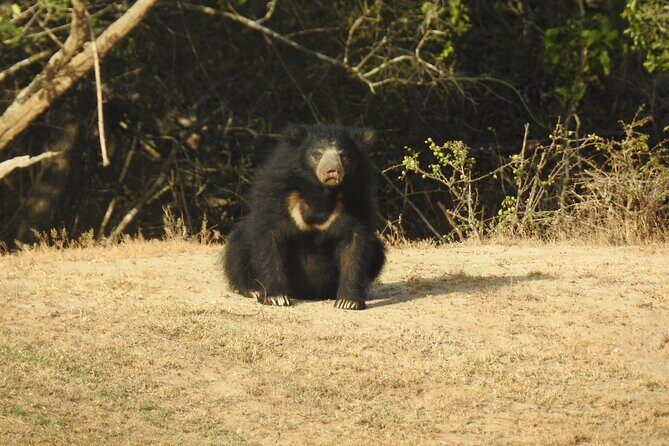 Full day Safari - Yala National Park - 04.30 am to 06.00 pm with - Janaka safari - The Sum Up