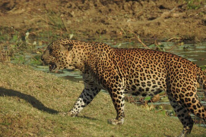 Full day Safari - Yala National Park - 04.30 am to 06.00 pm with - Janaka safari - FAQ