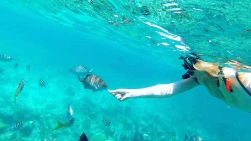 Full Day Sail and Snorkel with Turtles - What You Can Expect from This Day